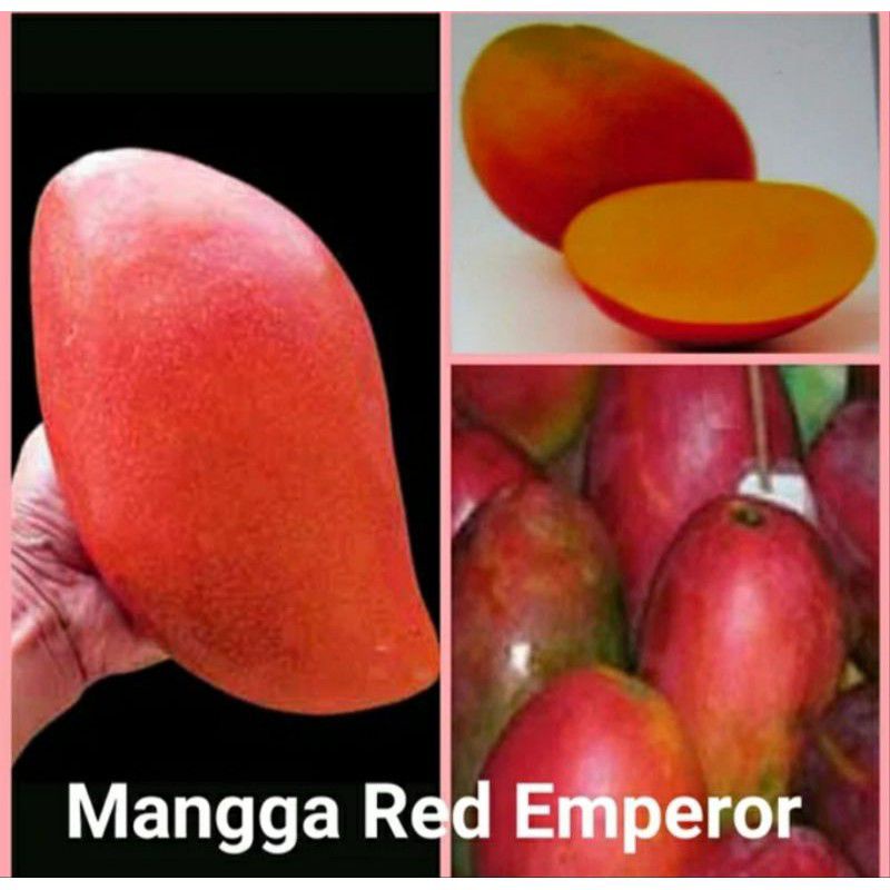 Jual bibit mangga red emperor | Shopee Indonesia