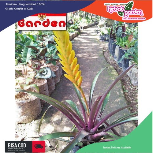 Jual Tillandsia cyanea yellow - bromelia kipas kuning | Shopee Indonesia