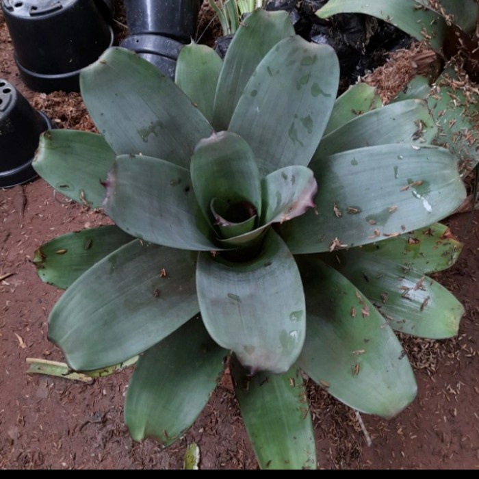Jual Tanaman bromelia hijau besar | Shopee Indonesia