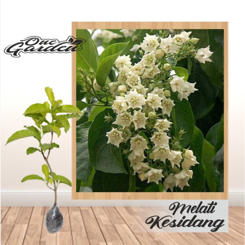 Jual Tanaman Melati Kesidang ( Melati Pandan Wangi ) | Shopee Indonesia