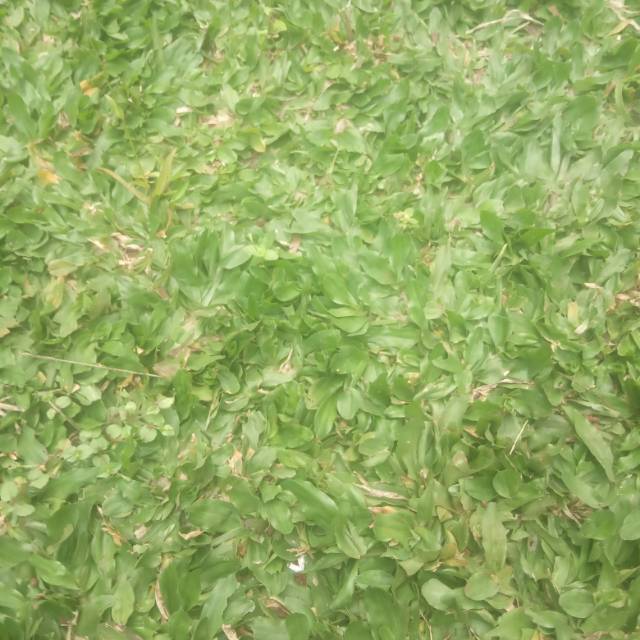 Jual Rumput gajah mini ukuran 100cmtanam | Shopee Indonesia