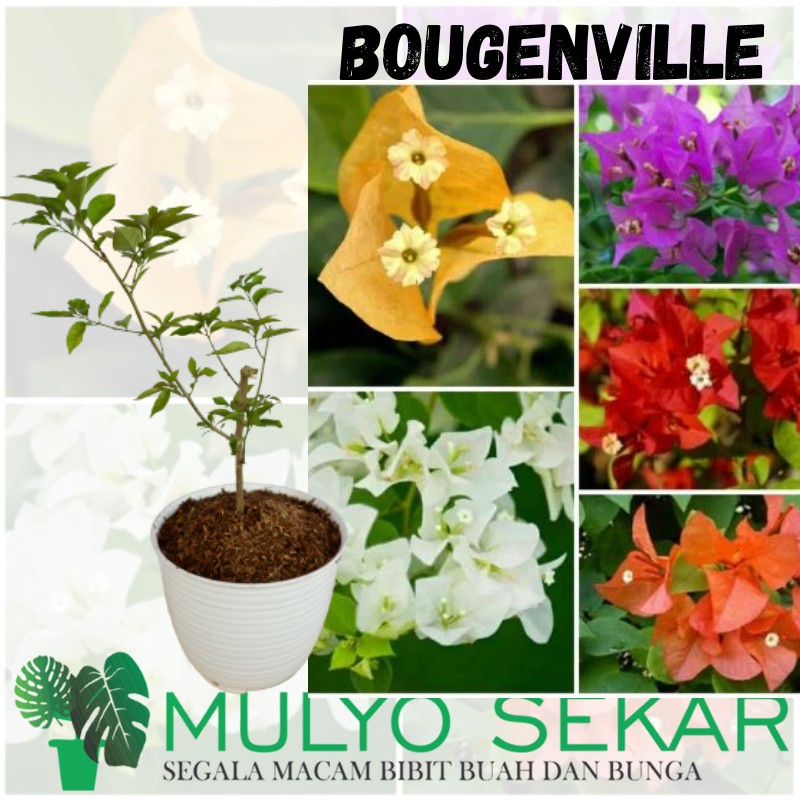 Jual Tanaman Hias Bunga Bougenville Bibit Tanaman Hias Bunga Bougevile