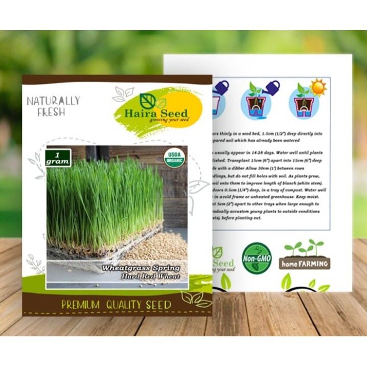 Jual Benih-Bibit Rumput Gandum/Wheatgrass Merah Organik (Haira Seed ...