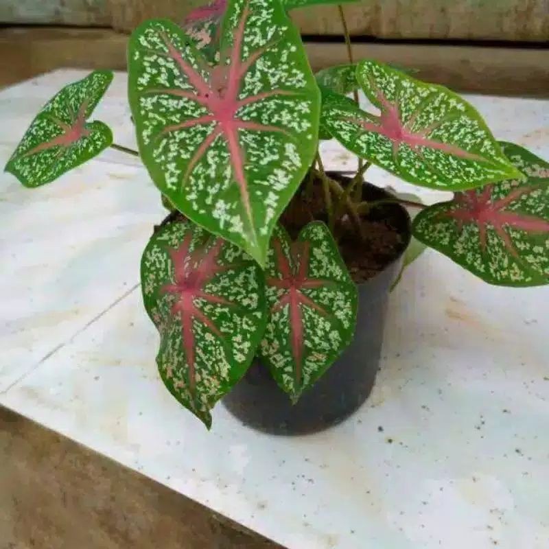 Jual Tanaman hias keladi red star calatium bintik merah ( ATS ...