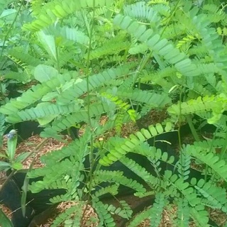 Jual tanaman saga, bibit tanaman saga / bibit tanaman daun saga tanaman ...