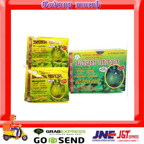 Jual Kapsul herbal obat gatal DAUN MAJA | Shopee Indonesia