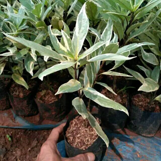 Jual bunga gandarusa variegatta | Shopee Indonesia