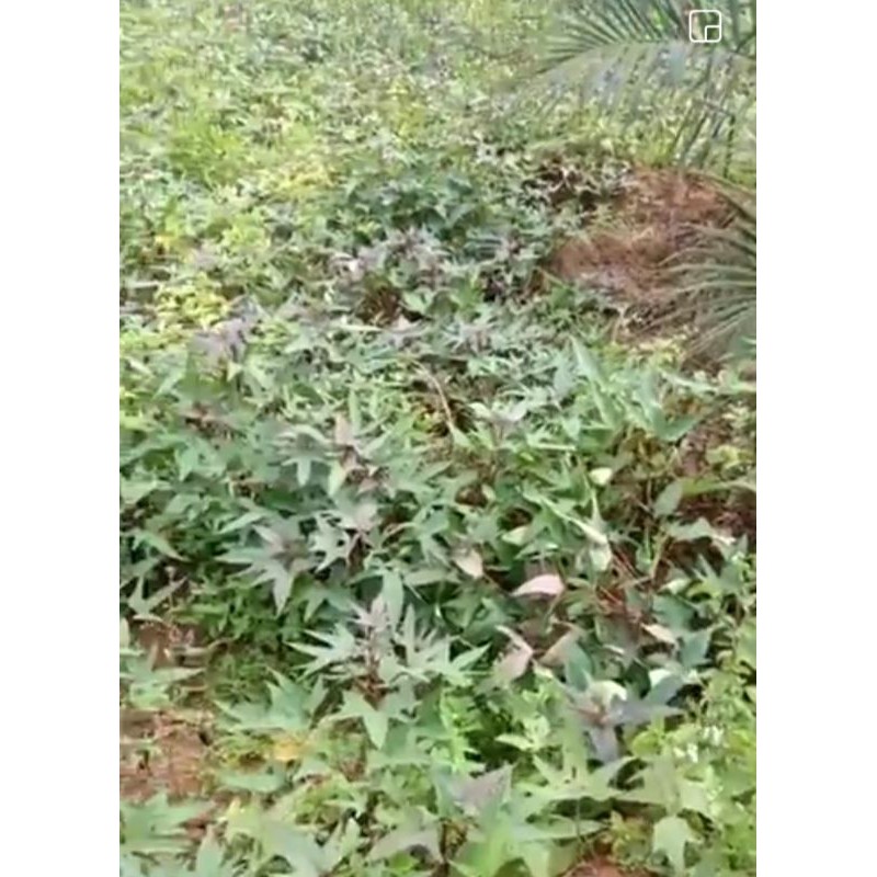 Jual BIBIT UBI RAMBAT(40 tangkai) | Shopee Indonesia