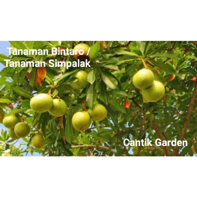 Jual Tanaman Bintaro/ Simpalak/Mojo, pengusir Tikus | Shopee Indonesia