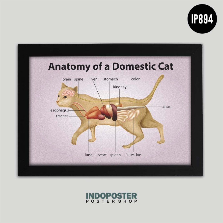 Jual Poster Anatomy Of A Domestic Cat Anatomi Kucing A3 45x30cm ...