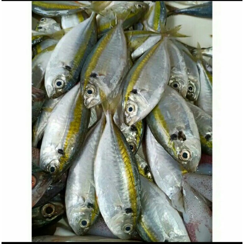 Jual Puri Segar Shop, Ikan Selar fresh / 500Gram (ORDERAN PAGI HARI ...