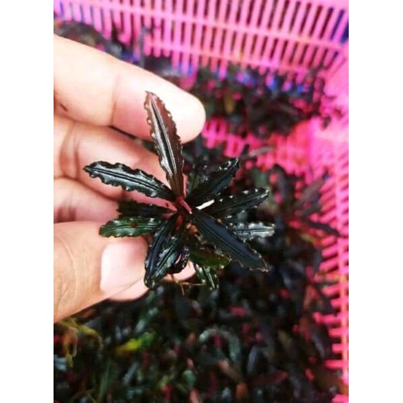Jual bucep mini velvet 1 kg | Shopee Indonesia