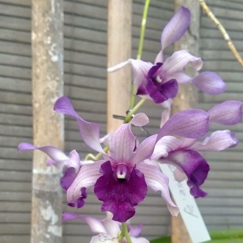 Jual Seedling anggrek dendrobium raya blue - red / anggrek dendrobium ...