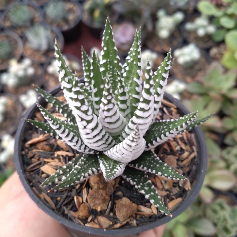 Jual Plant Haworthiopsis attenuata Sukulen ( Zebra Haworthia ) Tanaman ...
