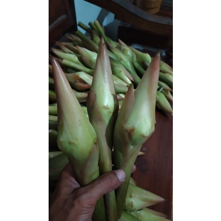 Jual BUNGA RIAS/ KECOMBRANG /LAKSA HONJE SEGAR FRESS | Shopee Indonesia