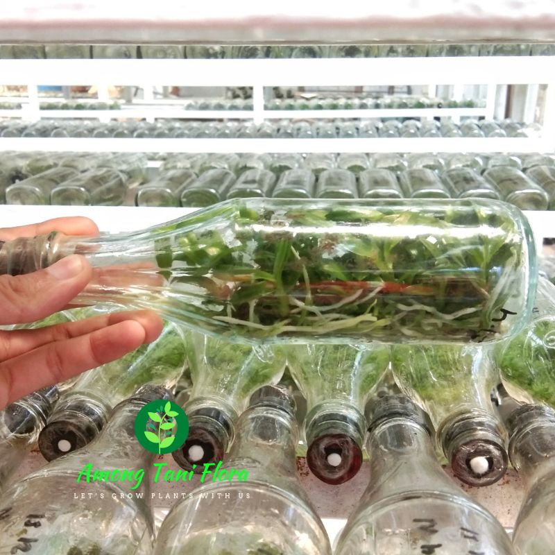 Jual bibit anggrek botol dendrobium | Shopee Indonesia