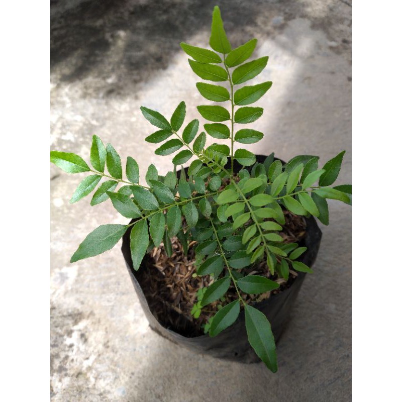 Jual Tanaman daun kari/pohon salam koja | Shopee Indonesia
