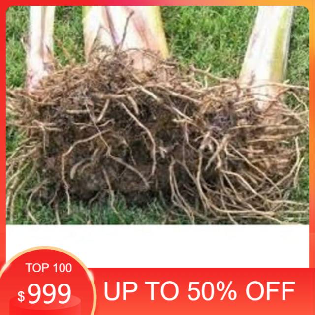 Jual Ready stock Akar pohon pisang segar 500gram organik | Shopee Indonesia