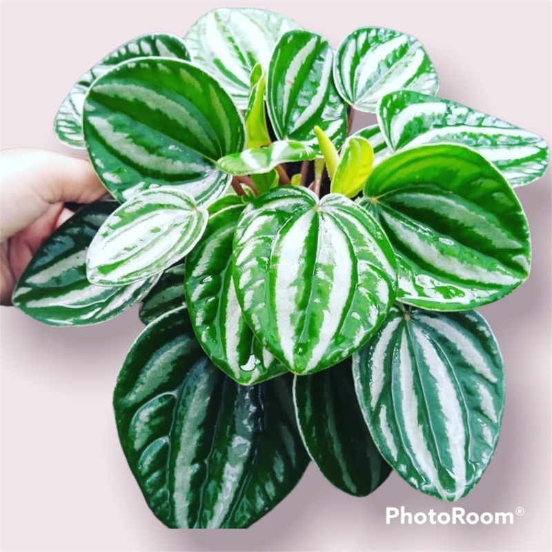 Jual Tanaman Hias Paperomia Watermellon Keriput/Belimbing - tanaman ...