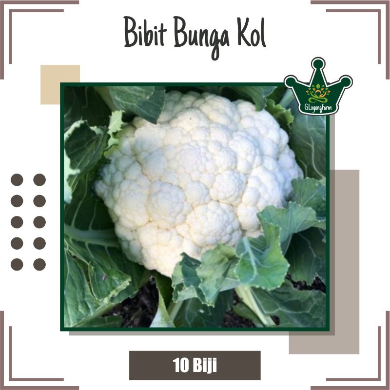Jual Bibit Bunga Kol Putih - Benih Sayuran | Shopee Indonesia