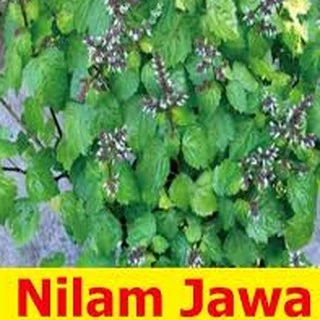 Jual Tanaman Nilam Terlengkap & Harga Terbaru Mei 2024 | Shopee Indonesia