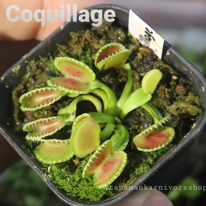 Jual +%+%+%] Venus Flytrap Coquillage Dewasa (Tanaman Karnivora) | Shopee Indonesia