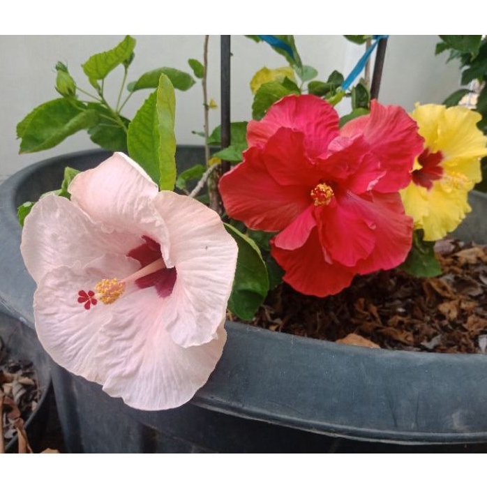 Jual Bunga kembang sepatu impor merah tumpuk lebar - hibiscus double ...