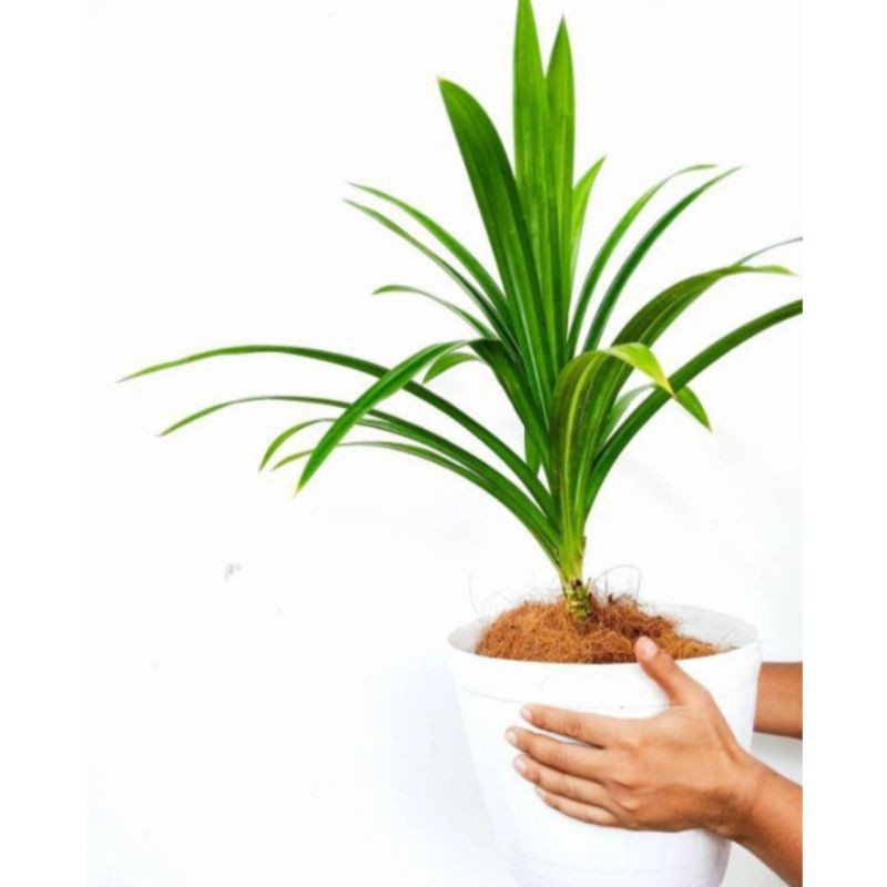 Jual Tanaman pandan wangi//pohon pandan wangi | Shopee Indonesia