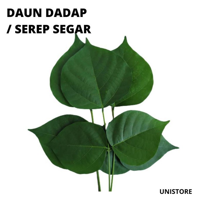 Jual New Daun Dadap Segar 100 Gram | Shopee Indonesia