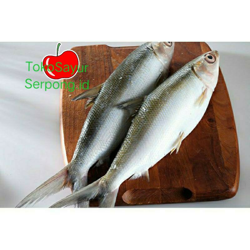 Jual IKAN BANDENG SEGAR SIZE BESAR 1KG | Shopee Indonesia