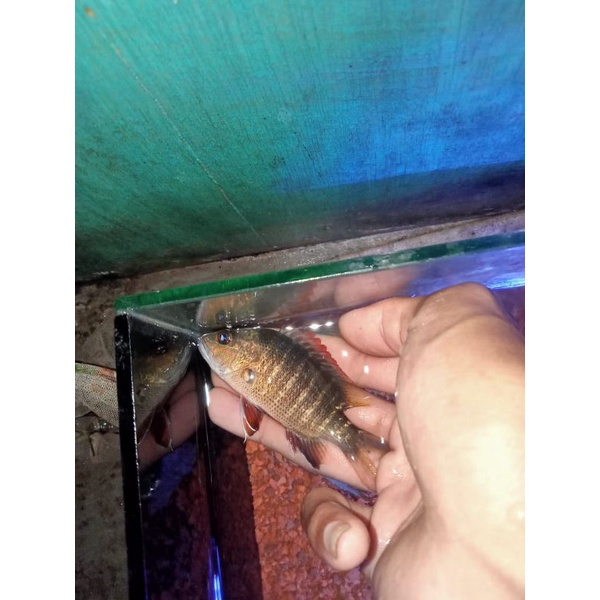 Jual mangrove jack (MJ) | Shopee Indonesia