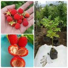 Jual Bibit Tanaman Raspberry Lokal Manis | Shopee Indonesia