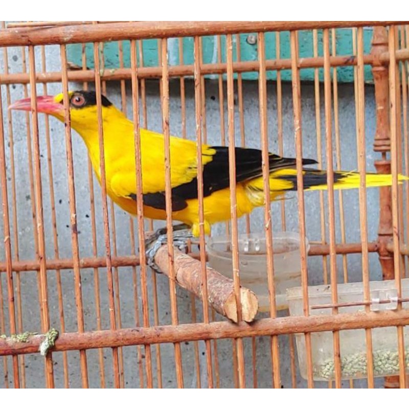 Jual kepodang mas sumbawa rawatan | Shopee Indonesia