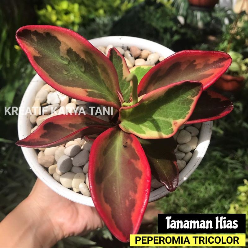 Jual Tanaman hias peperomia tricolor - Tanaman Teplan Merah | Shopee ...