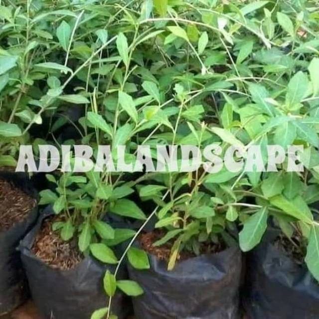 Jual Tanaman hias lee kwan yew|pohon li kwan yu | Shopee Indonesia