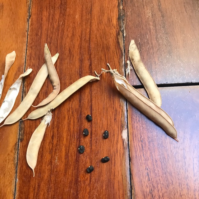 Jual Biji bunga telang | Shopee Indonesia