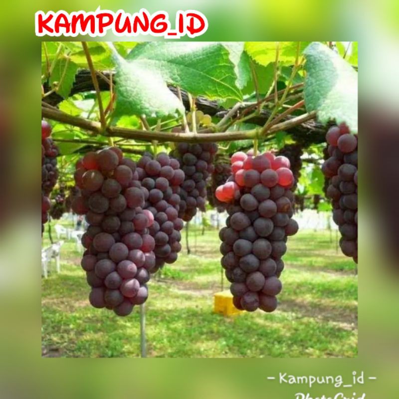 Jual Bibit Anggur Merah Import | Shopee Indonesia
