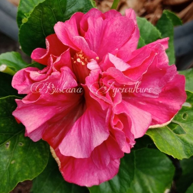 Jual bibit bunga hibiscus kembang sepatu bangkok tumpuk ungu creamy mix ...