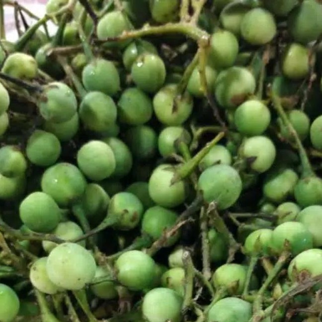 Jual RIMBANG LEUNCA TEKOKAK CENGKOKAK BUAH BUAT SAYURAN SEGAR PETIK ...