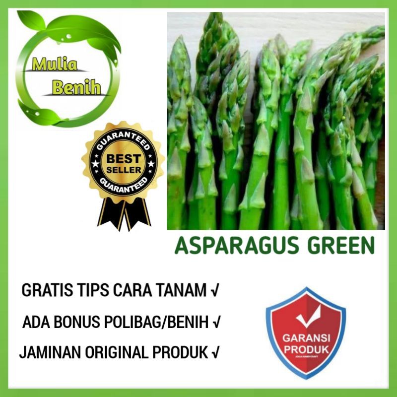 Jual 4 Biji - Benih ASPARAGUS GREEN - Bibit Tanaman Sayur Sayuran ...