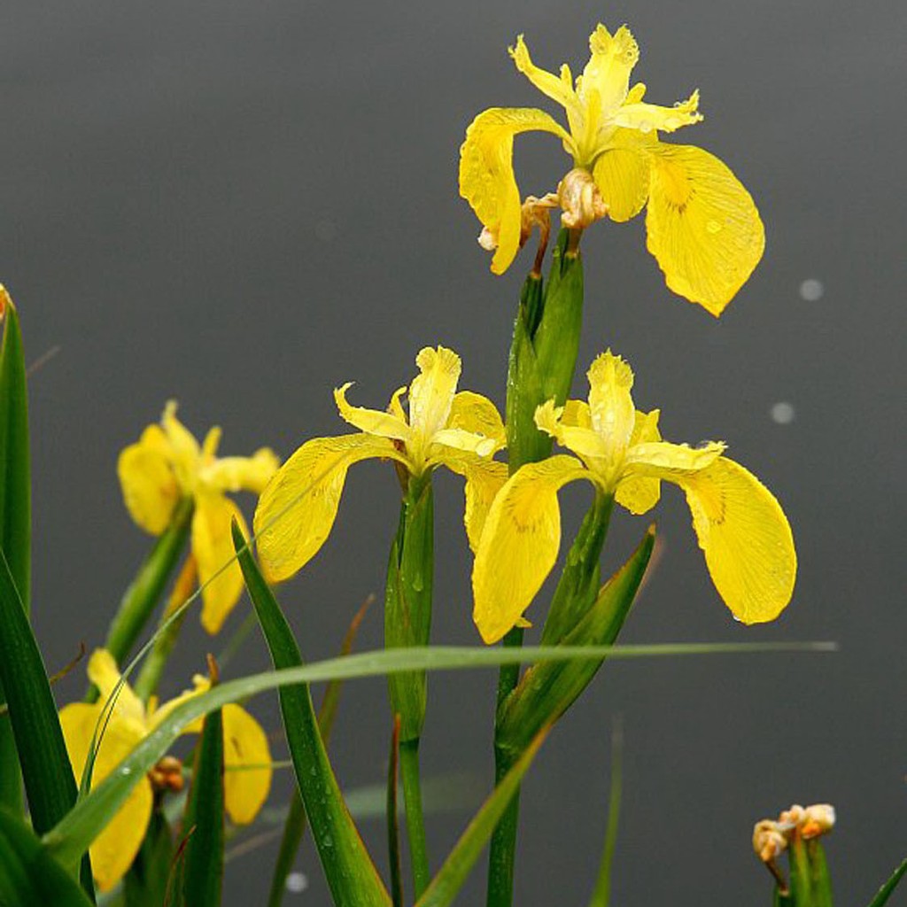 Jual Tanaman hias Airis bunga kuning (iris pseudacorus) | Shopee Indonesia
