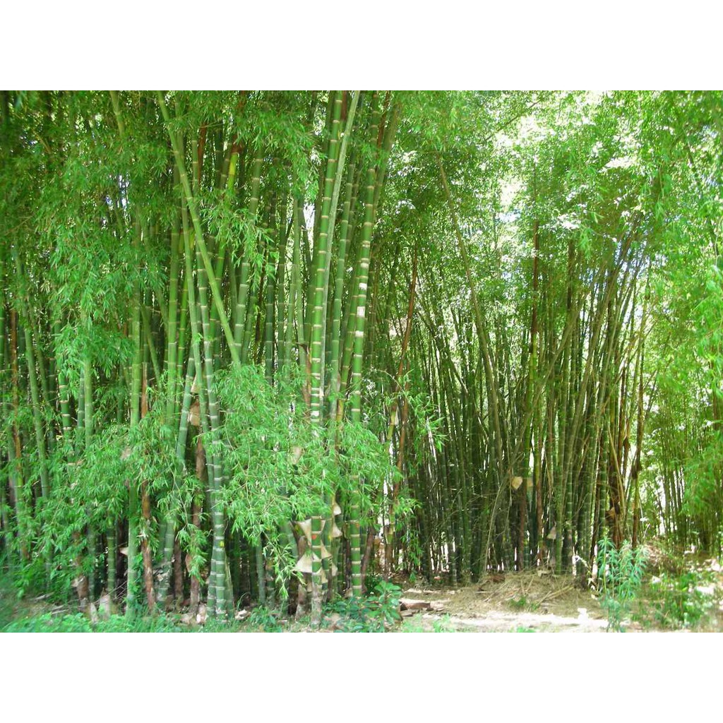 Jual Bibit bambu amerika latin / Guadua amplexifolia / bambu kultur ...