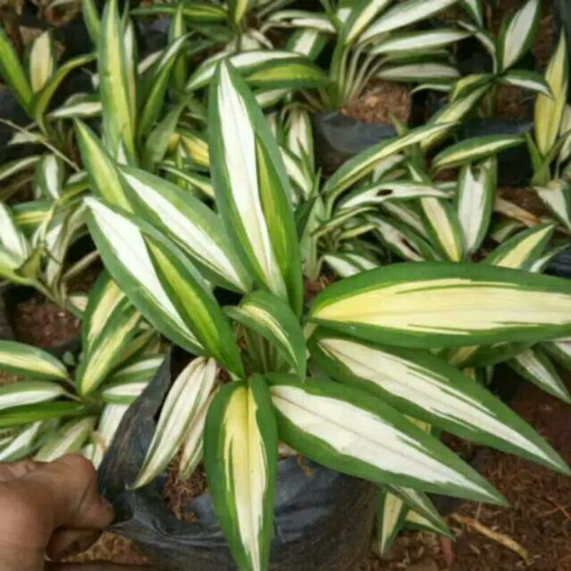 Jual tanaman hias lili paris hawai daun kuning putih | Shopee Indonesia