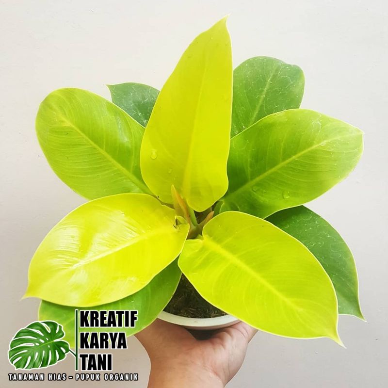 Jual Tanaman hias philodendron moonlight - Philodendron lemon | Shopee ...