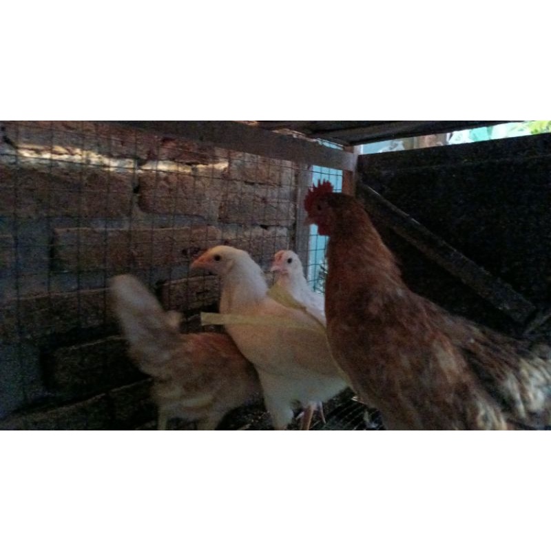 Jual Ayam petelur kampung SUPER elba ASLI 3bln | Shopee Indonesia