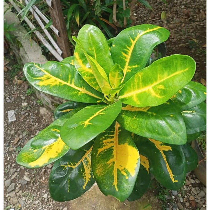 Jual Puring penyu/Puring mangkok/Puring penyu kuning/Puring Hias ...