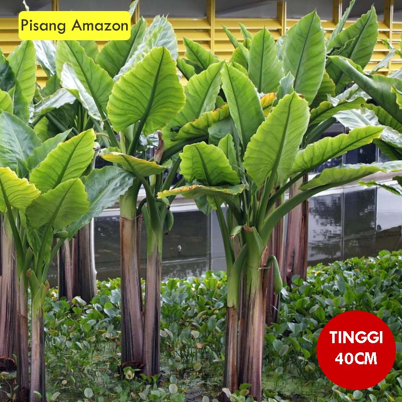 Jual Tanaman Pisang Amazon Madagascar | Shopee Indonesia