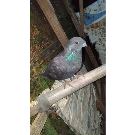 Jual merpati jawa sungut | Shopee Indonesia