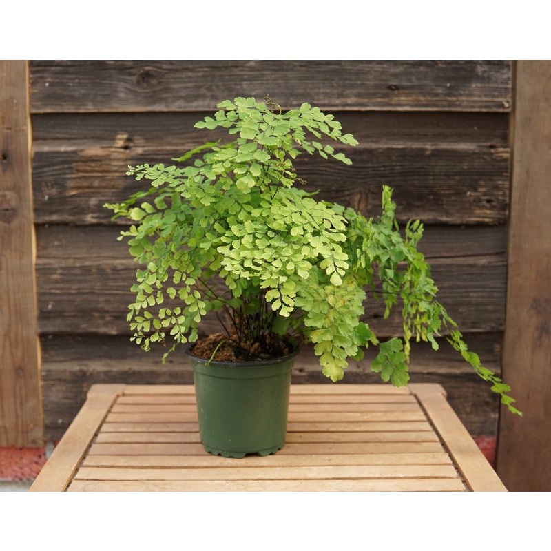 Jual Tanaman Hias Suplir - Adiantum Tenerum - Tanaman Hias Paku ...