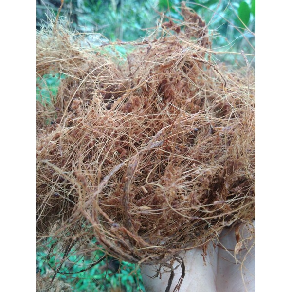 Jual Serabut Kelapa Media Tanam 500gram | Shopee Indonesia
